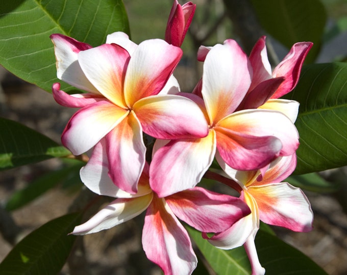 Plumeria Mabel’s Pink Cutting (ALL Starter Plants/cuttings Require You ...