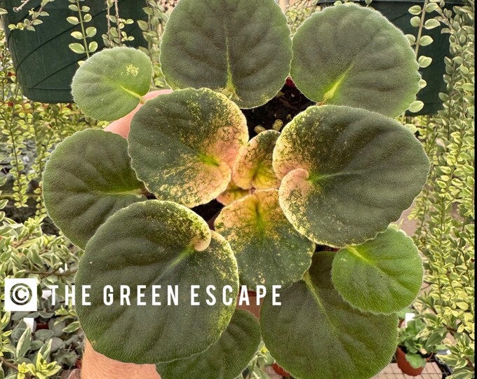 Picasso African Violet 4” Pot (ALL PLANTS Require You to Purchase 2 ...