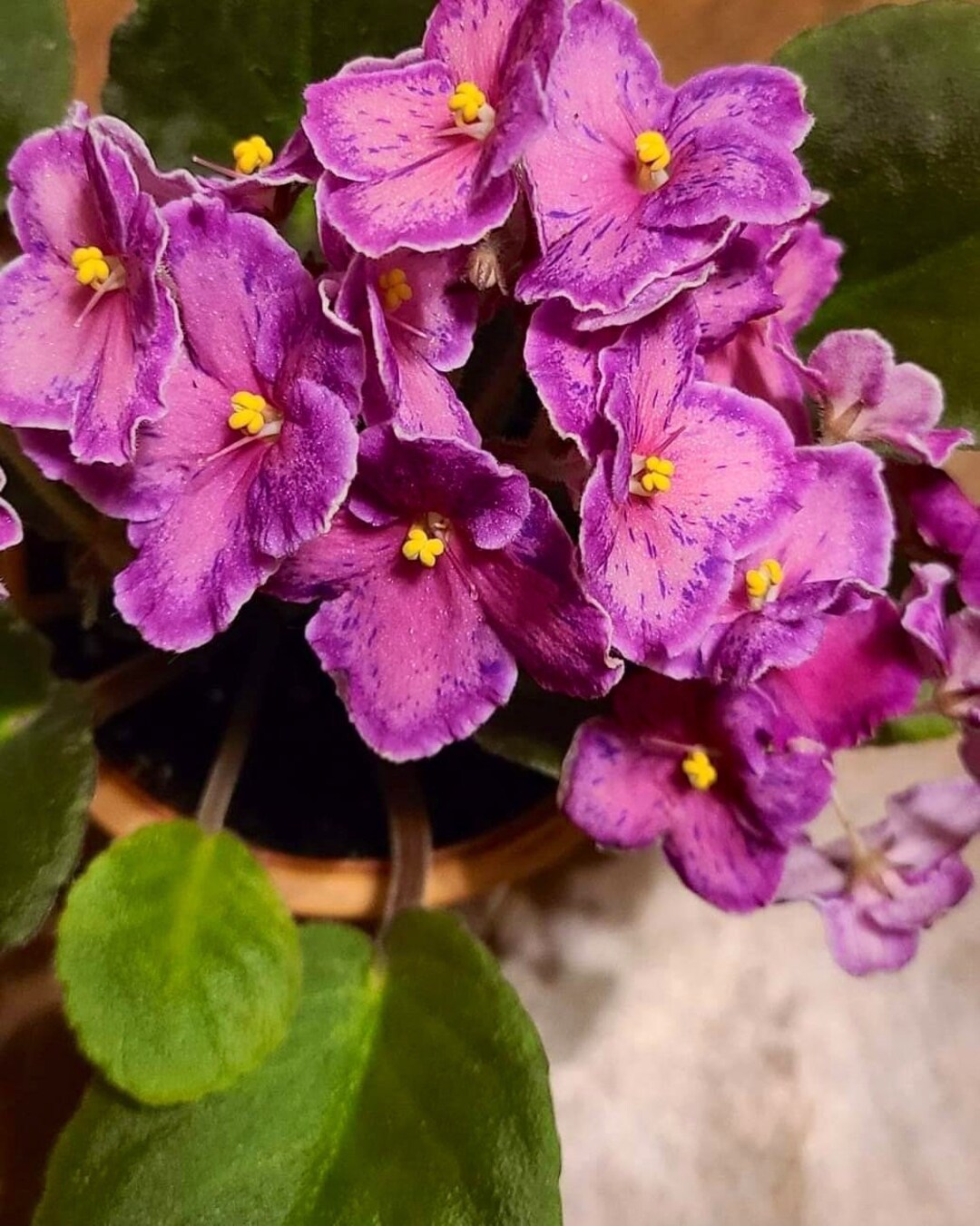 Sunset Kiss African Violet Starter Plant (ALL Starter PLANTS Require ...
