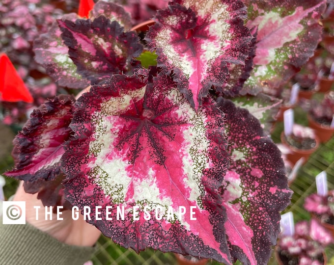 Harmonys Nebula 4” Pot (ALL PLANTS Require You to Purchase 2 Plants ...