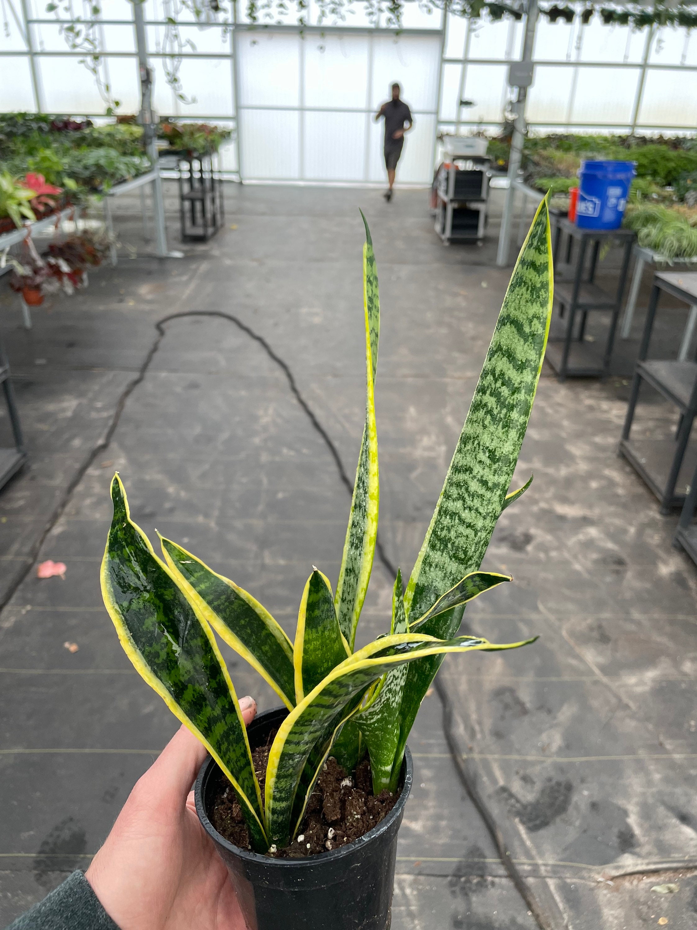 Sansevieria Laurentii 4pot ALL PLANTS Require You to - Etsy