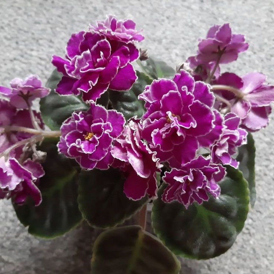 Sun Sizzle African Violet Starter Plant (ALL Starter PLANTS Require You ...