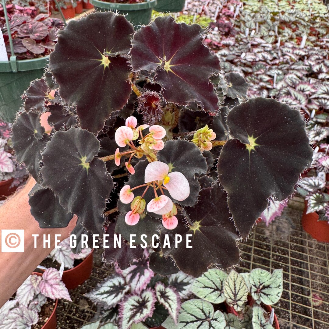 Irredescent Black Mambo Begonia 6”pot (ALL PLANTS Require You to ...