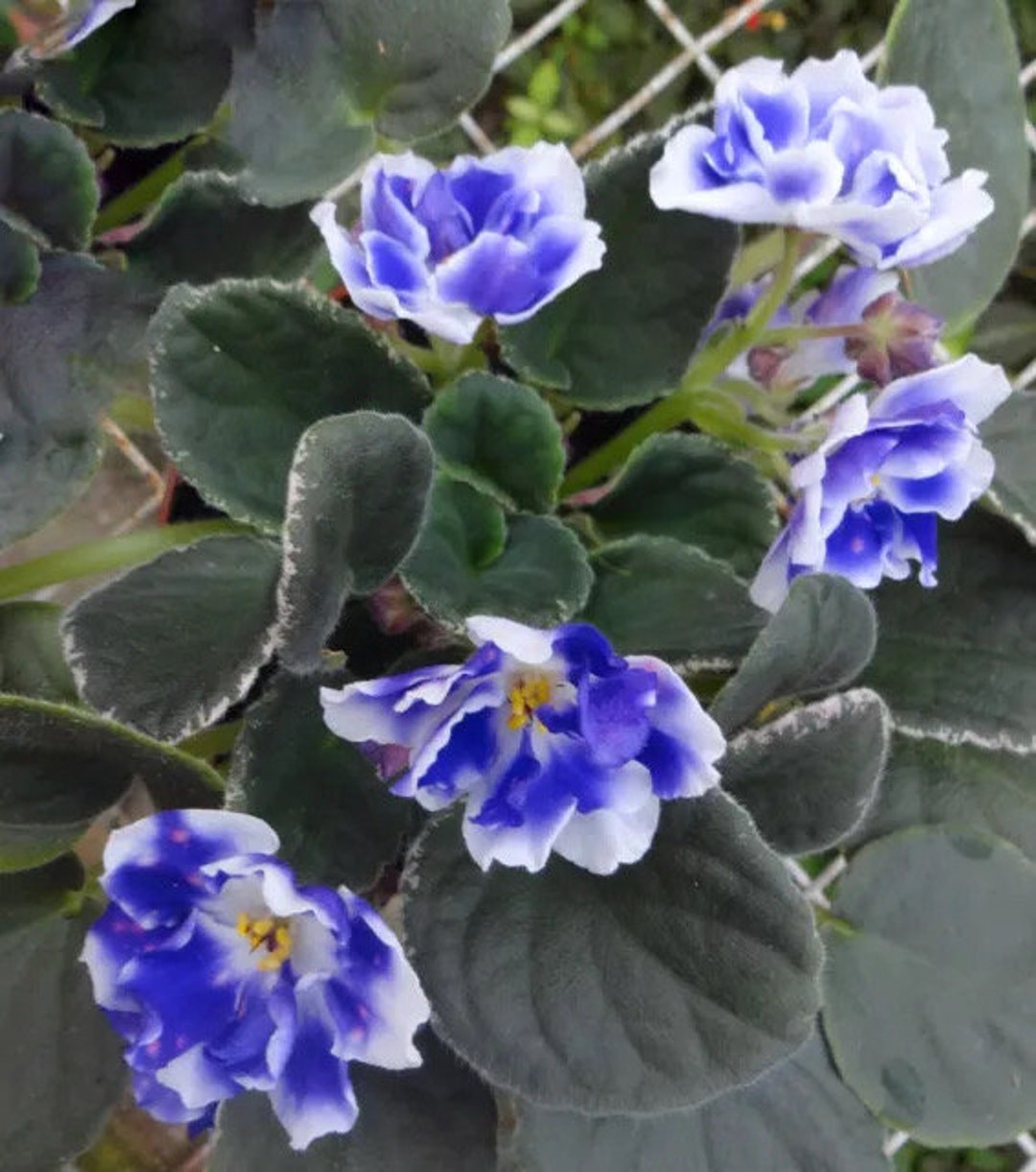 VAT Light in the Night African Violet Starter Plant (ALL Starter PLANTS ...