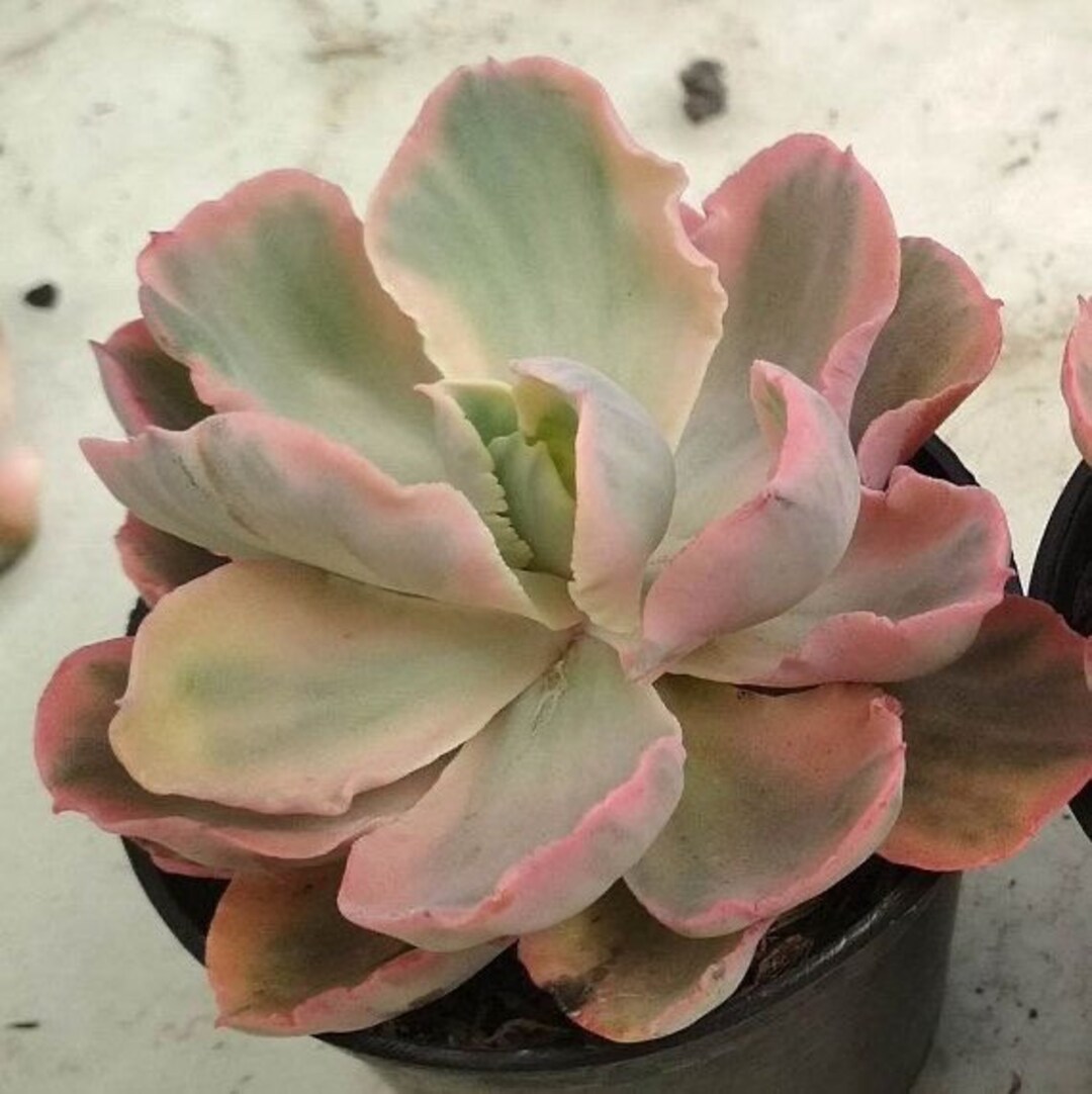 Echeveria Chantilly Variegated 3pot ALL PLANTS Require You to Purchase ...