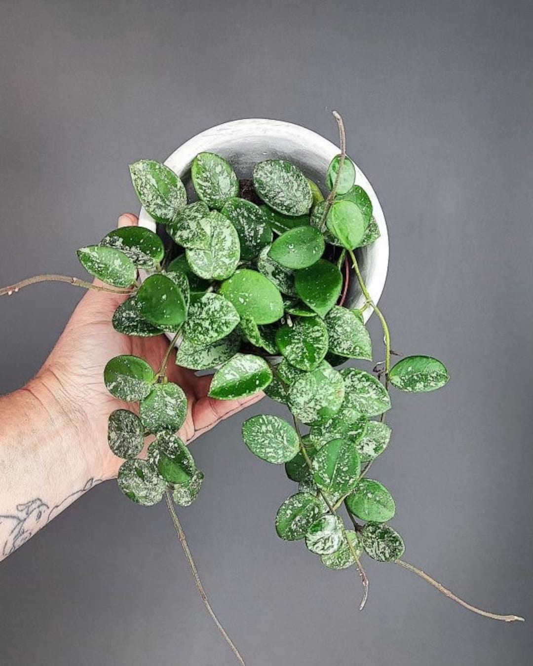 Hoya Mathilde Splash Starter Plant (ALL STARTER PLANTS Require You to ...