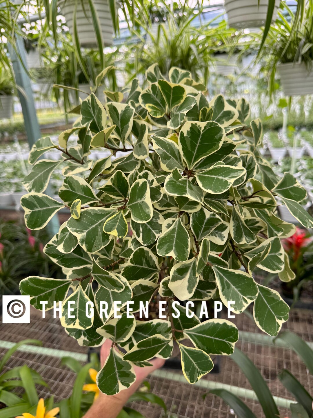 Ficus Triangularis Variegated Braided Tree 6 Pot ALL PLANTS Require You ...