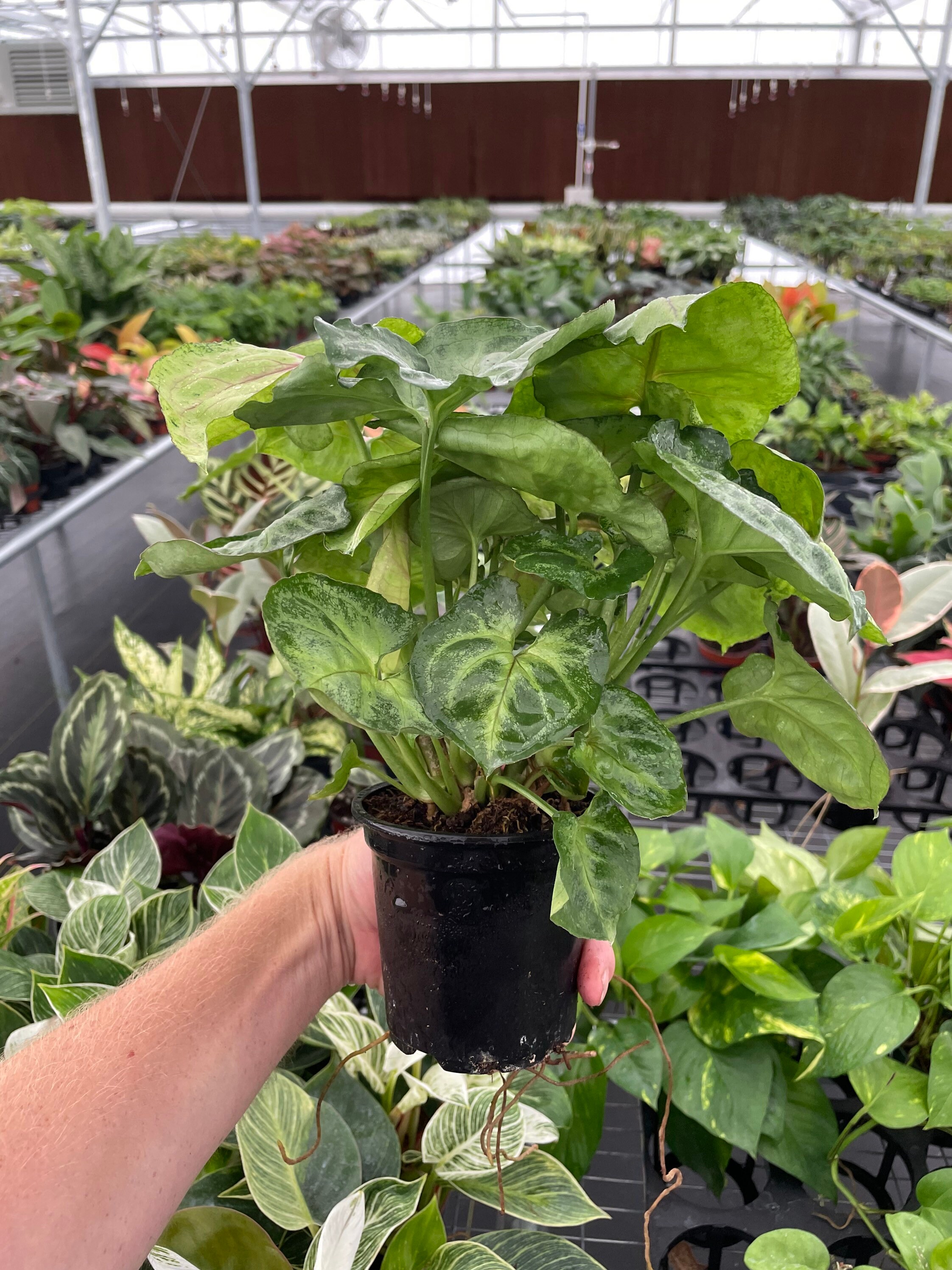 Syngonium Bob Allusion 4 Pot ALL PLANTS Require You to - Etsy