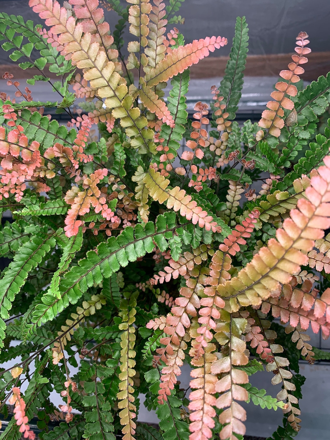 Bronze Venus Fern Starter Plant (ALL STARTER PLANTS Require You to ...