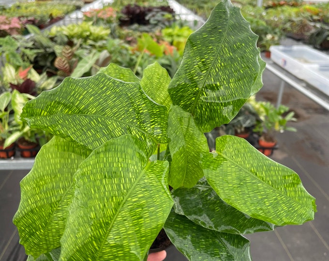 Calathea Musaica Network Calathea Tropical Houseplant Live Plant in 4 ...