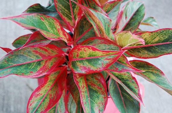 Aglaonema Red