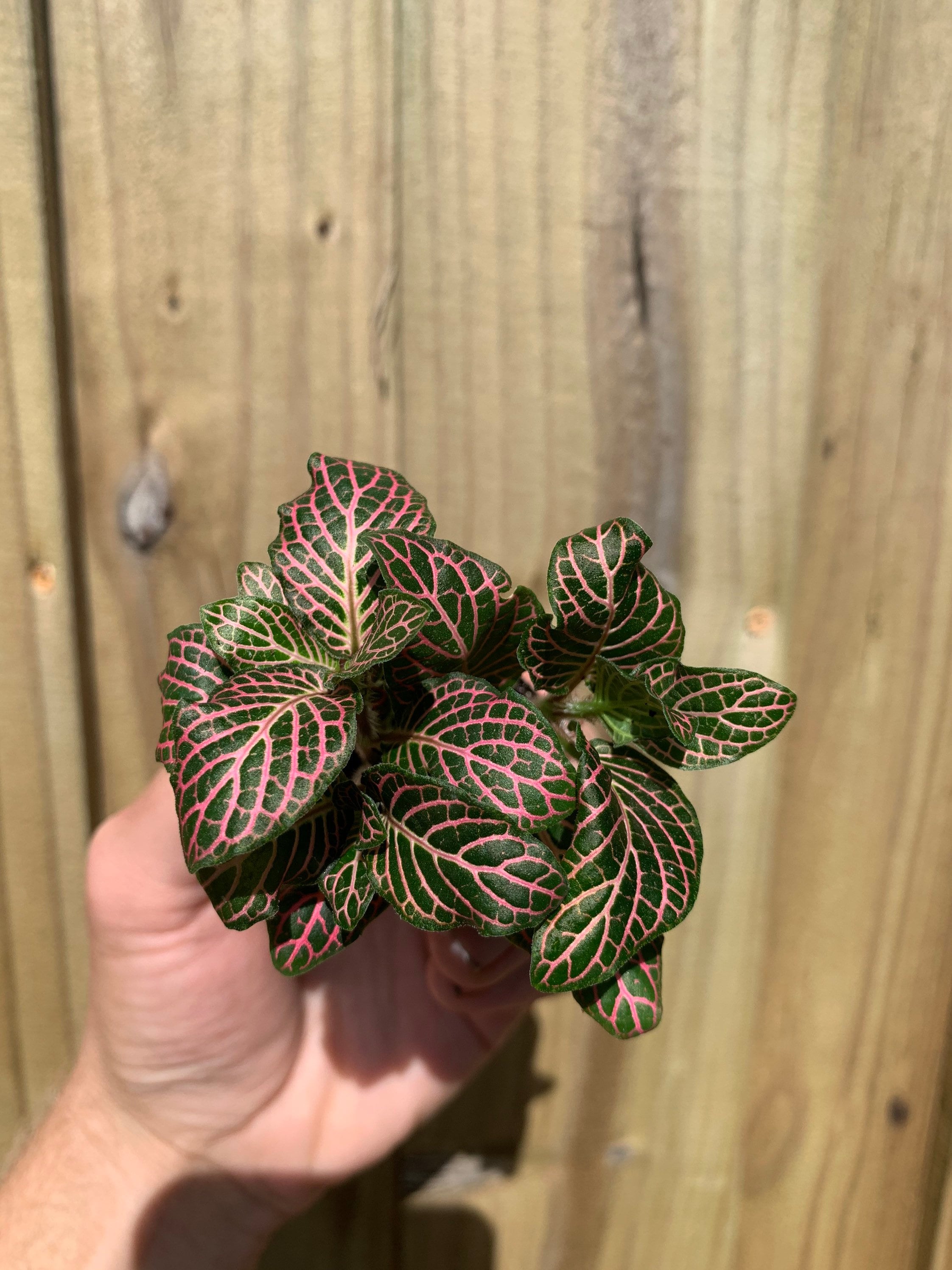 Pink Nerve Plant