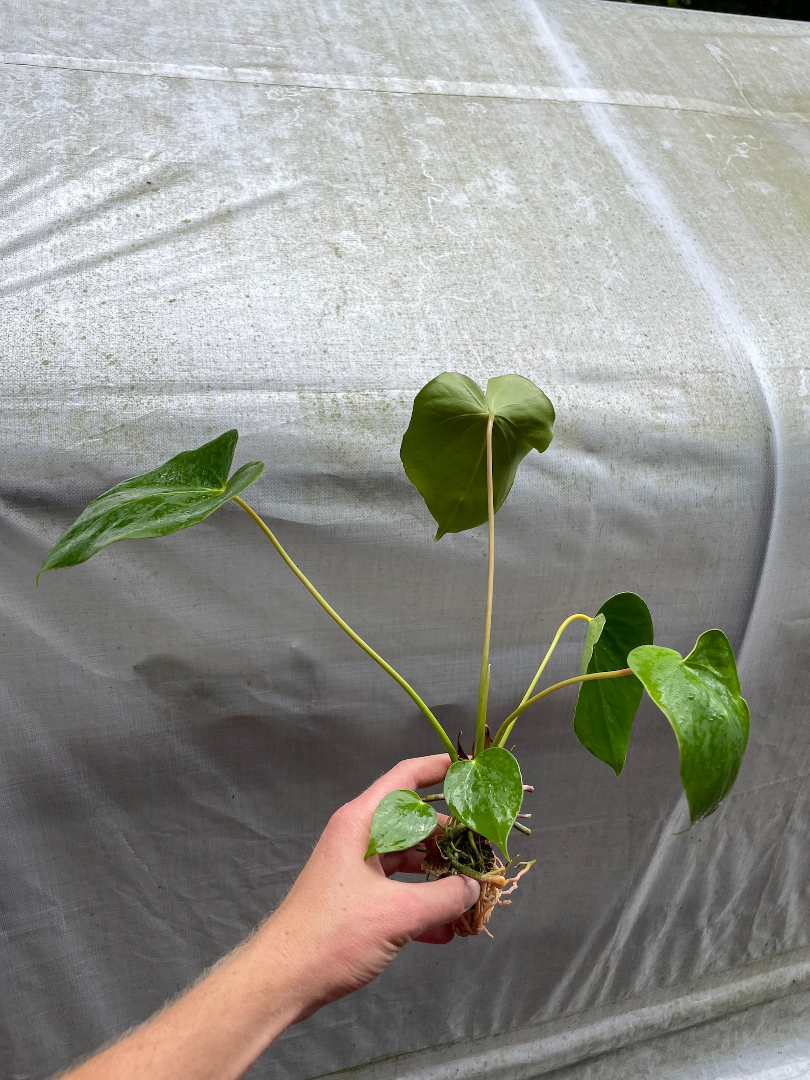 Anthurium Oaxaca Starter Plant (ALL STARTER PLANTS Require You to ...