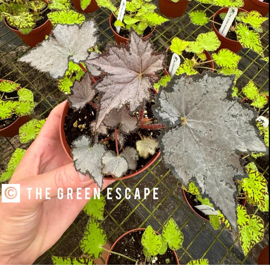 Sierra Silver Mist Begonia Starter Plant (ALL STARTER PLANTS Require ...