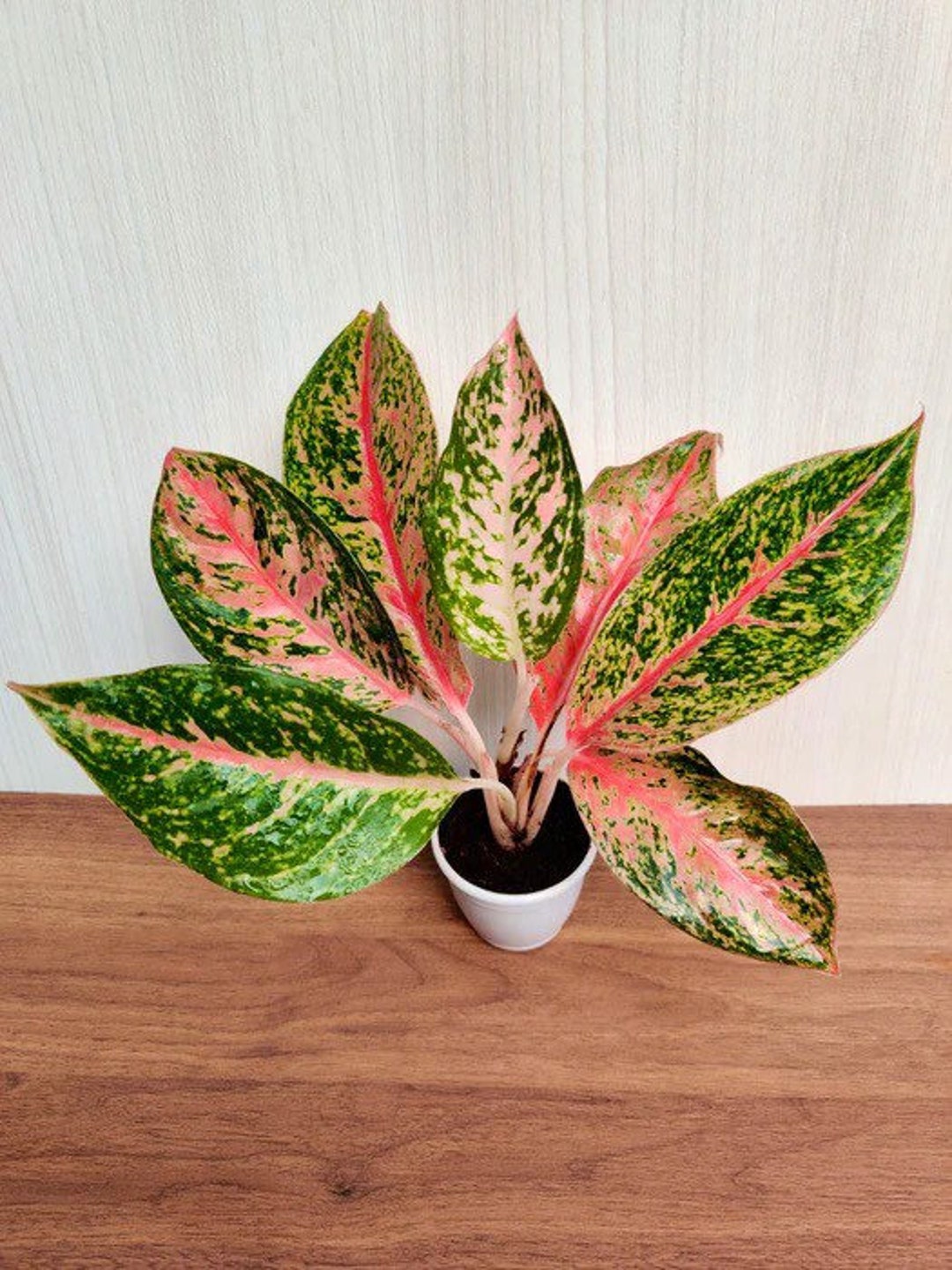 New Hybrid Aglaonema Fireworks Starter Plant ALL STARTER PLANTS Require ...