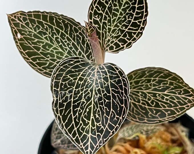 Goblin Flower Pots. - Etsy