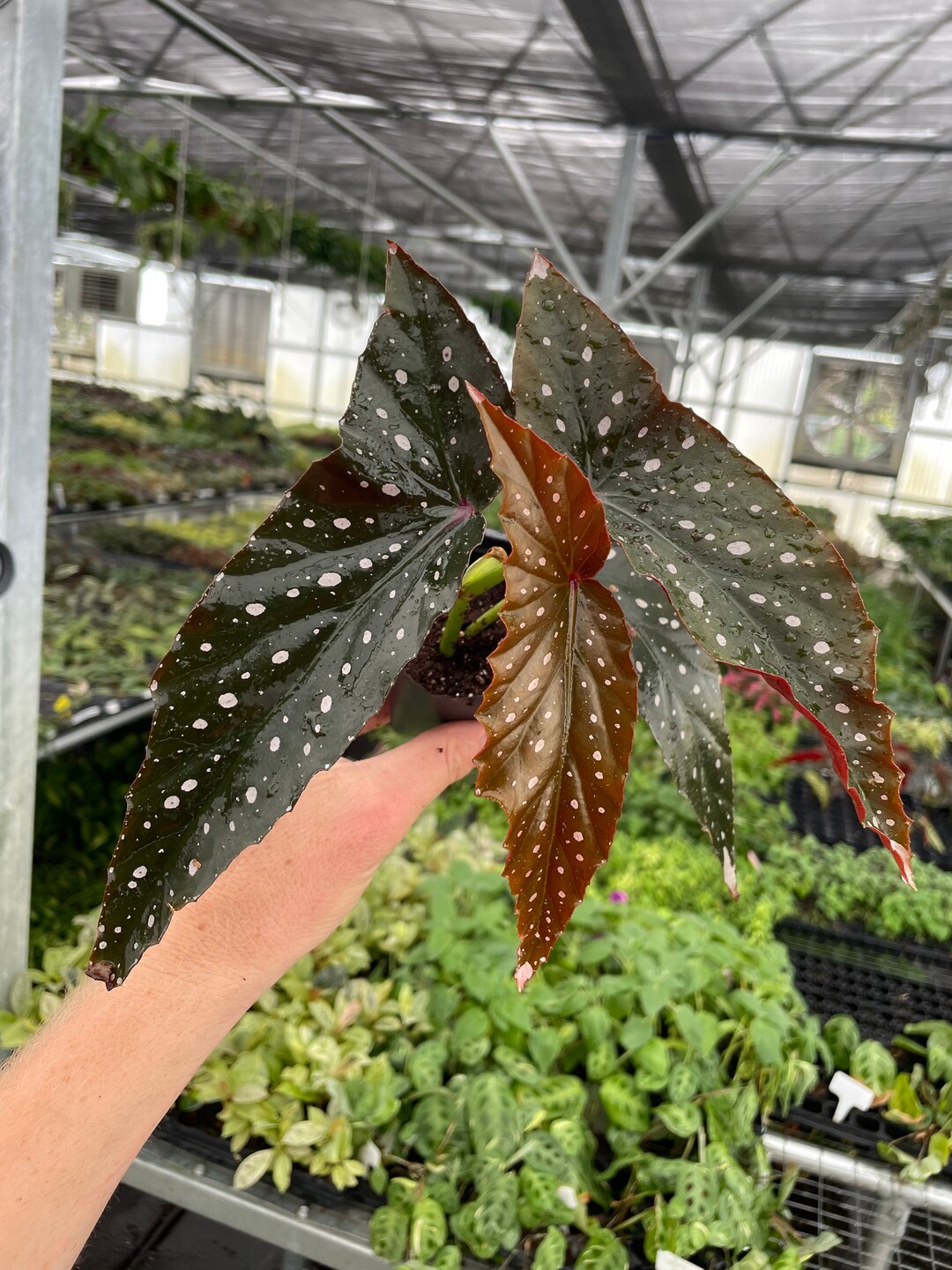 Buy Harmonys Bat Shit Crazy Begonia Starter Plant ALL STARTER Online in ...