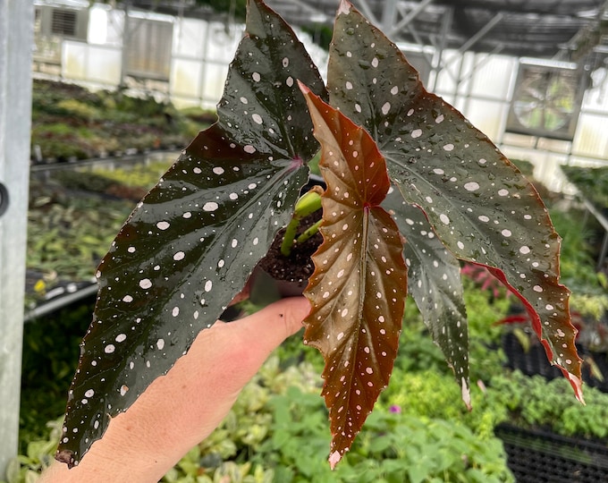 Harmonys Bat Shit Crazy Begonia Starter Plant (ALL STARTER PLANTS ...