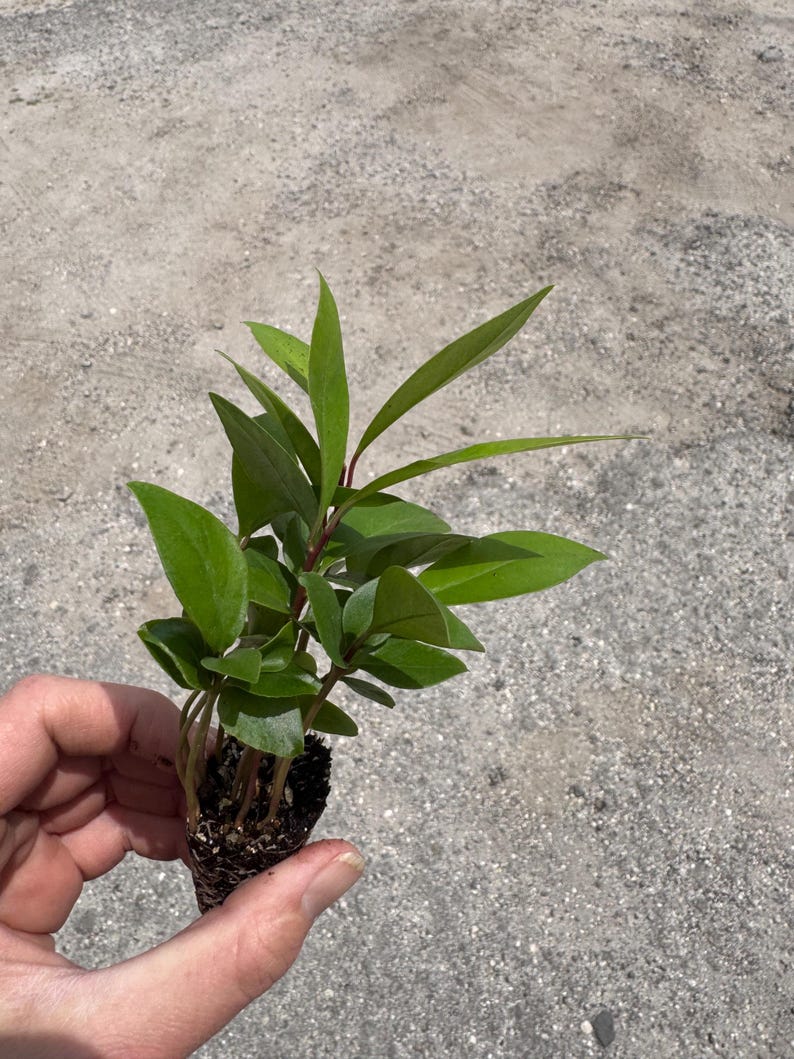 Ardisia Humilis Starter Plant (ALL STARTER PLANTS Require You to ...