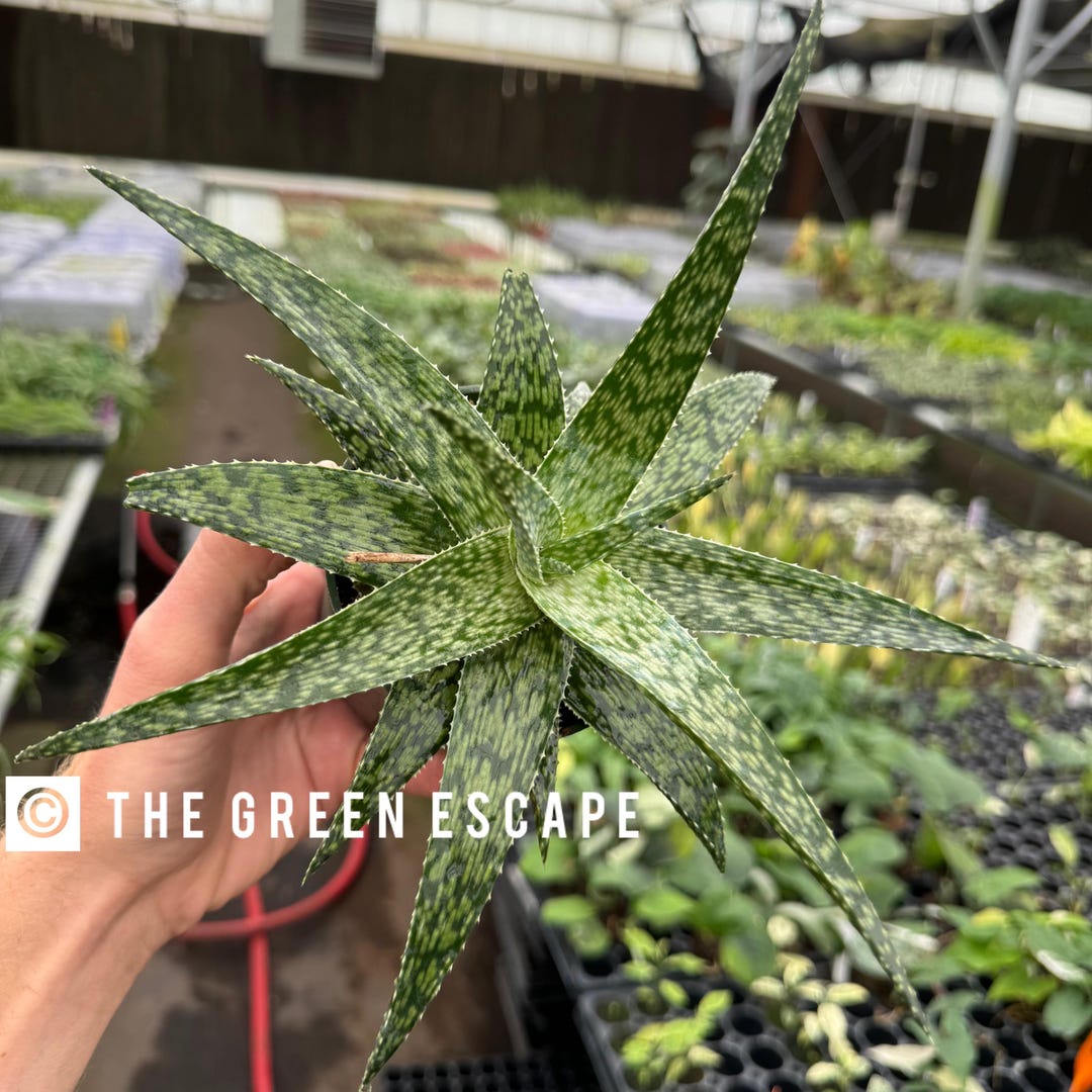 Aloe White Fox 4” Pot (ALL PLANTS Require You to Purchase 2 Plants!) - Etsy