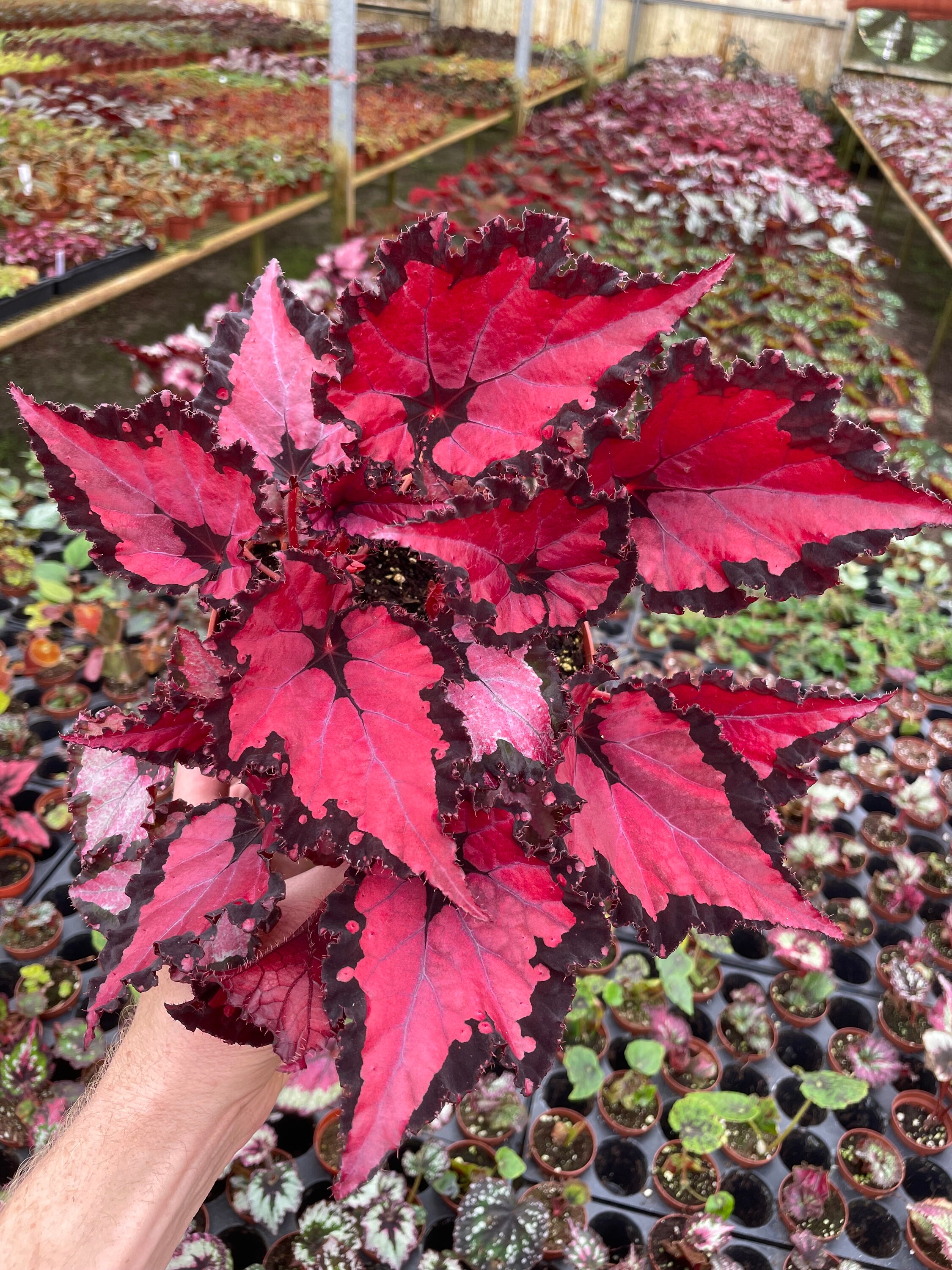 Harmonys Red Robin Begonia 6”pot (ALL PLANTS Require You to Purchase 2 ...