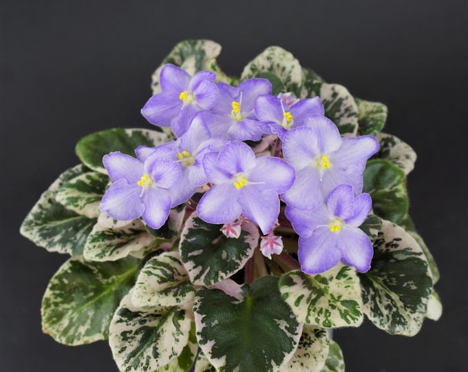 Shirls Hawaiian Lei African Violet Starter Plant (ALL PLANTS Require ...