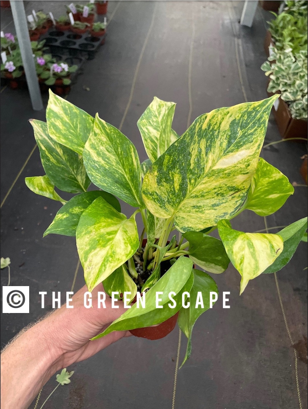 Giant Hawaiian Pothos 4” Pot (ALL PLANTS Require You to Purchase 2 ...