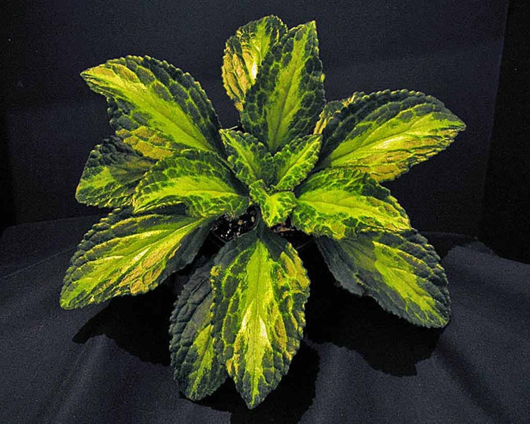 Primulina Destiny Starter Plant ALL STARTER PLANTS Require You to ...