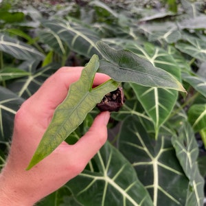 Alocasia Sabrina Starter Plant ALL STARTER PLANTS Require You - Etsy