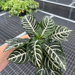 Aphelandra Dania 4” Pot (ALL PLANTS Require You to Purchase 2 Plants ...