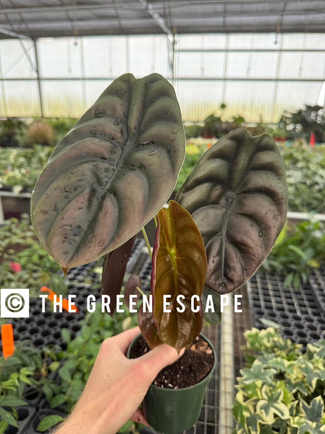 Alocasia Cuprea 4” Pot (ALL PLANTS Require You to Purchase 2 Plants ...