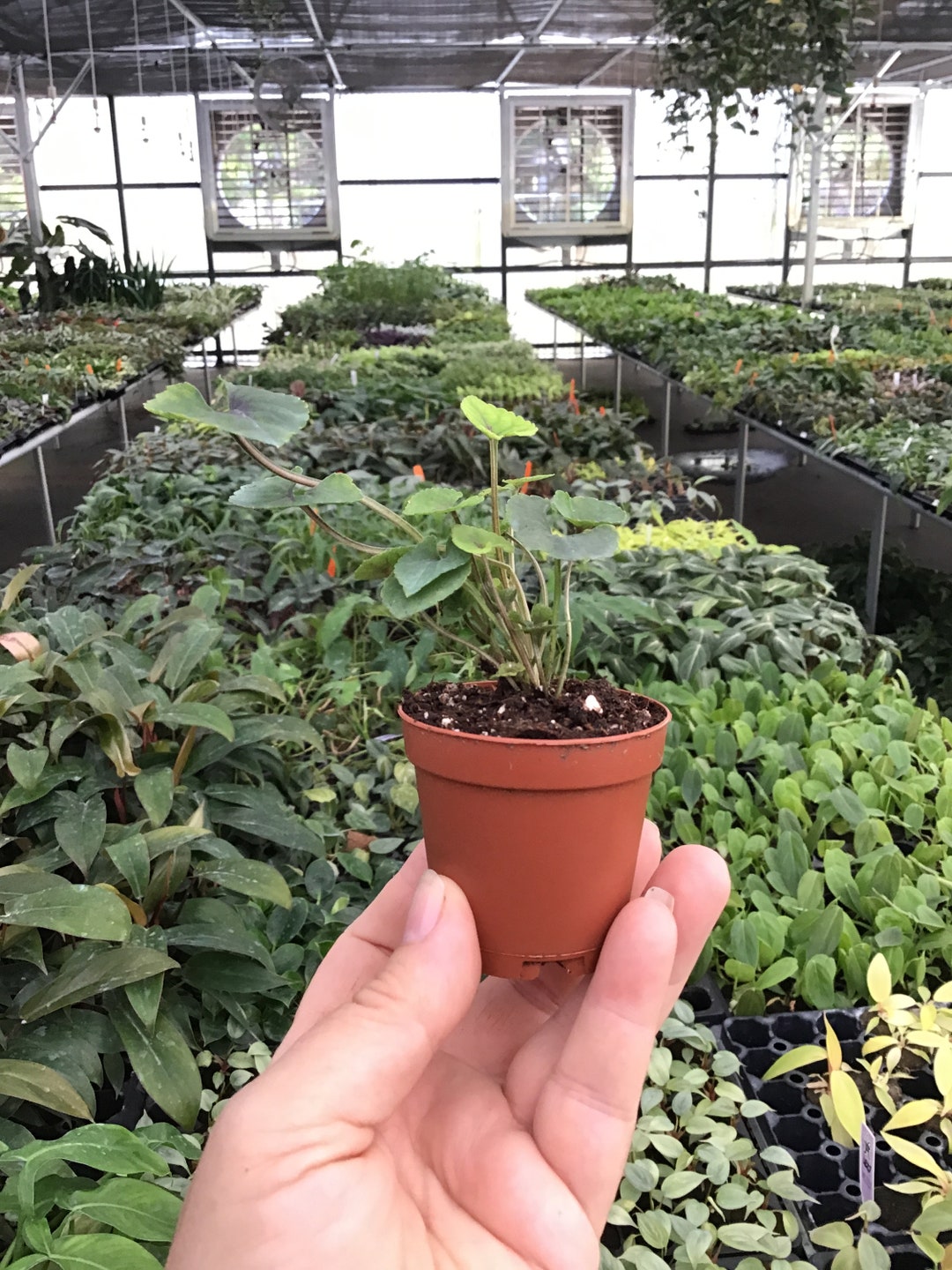 Viola Heartthrob 2 Pot ALL PLANTS Require You to Purchase 2 Plants - Etsy