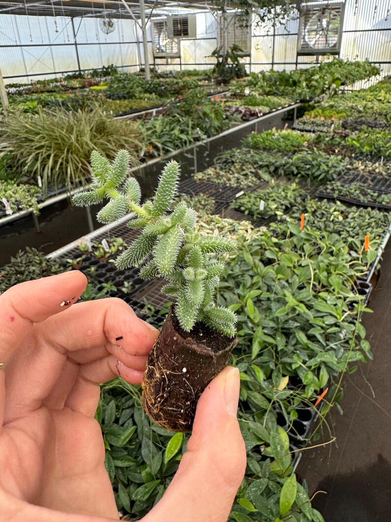 Delosperma Gherkin Starter Plant (ALL STARTER PLANTS Require You to ...