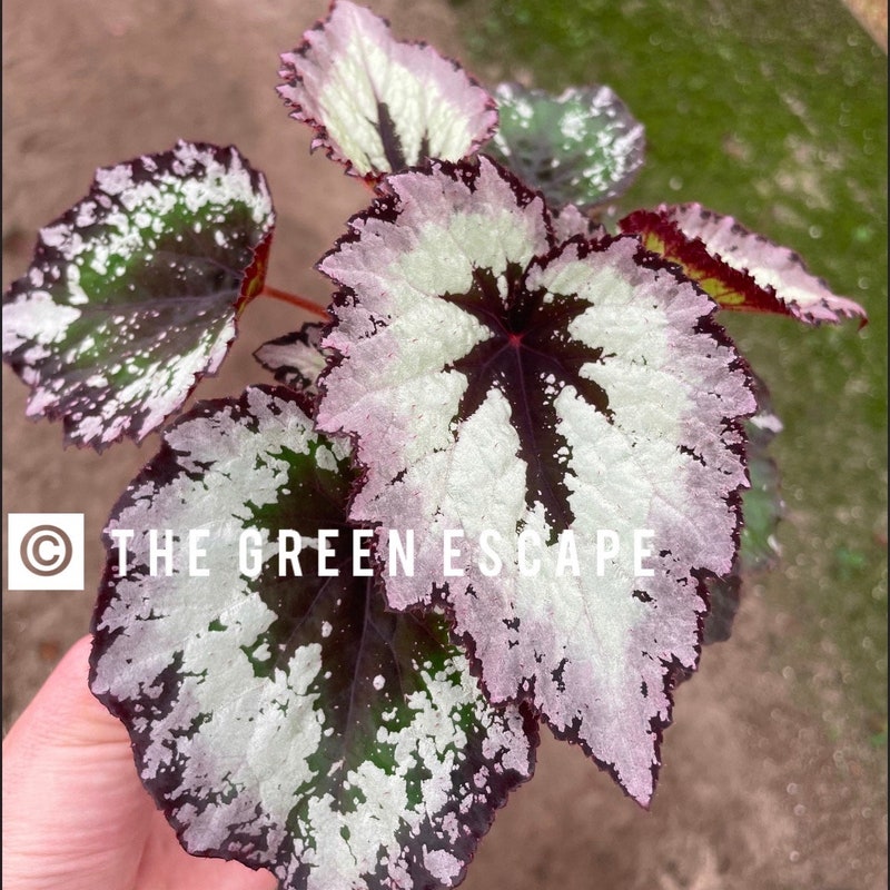 Ruby Begonia - Etsy