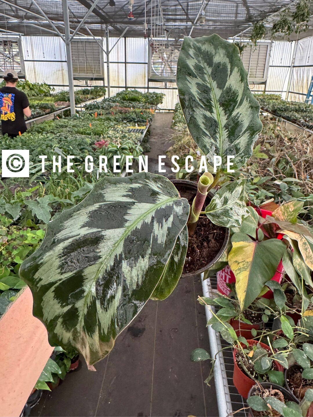 Calathea Helen Kennedy 4 Pot ALL PLANTS Require You to Purchase 2 ...