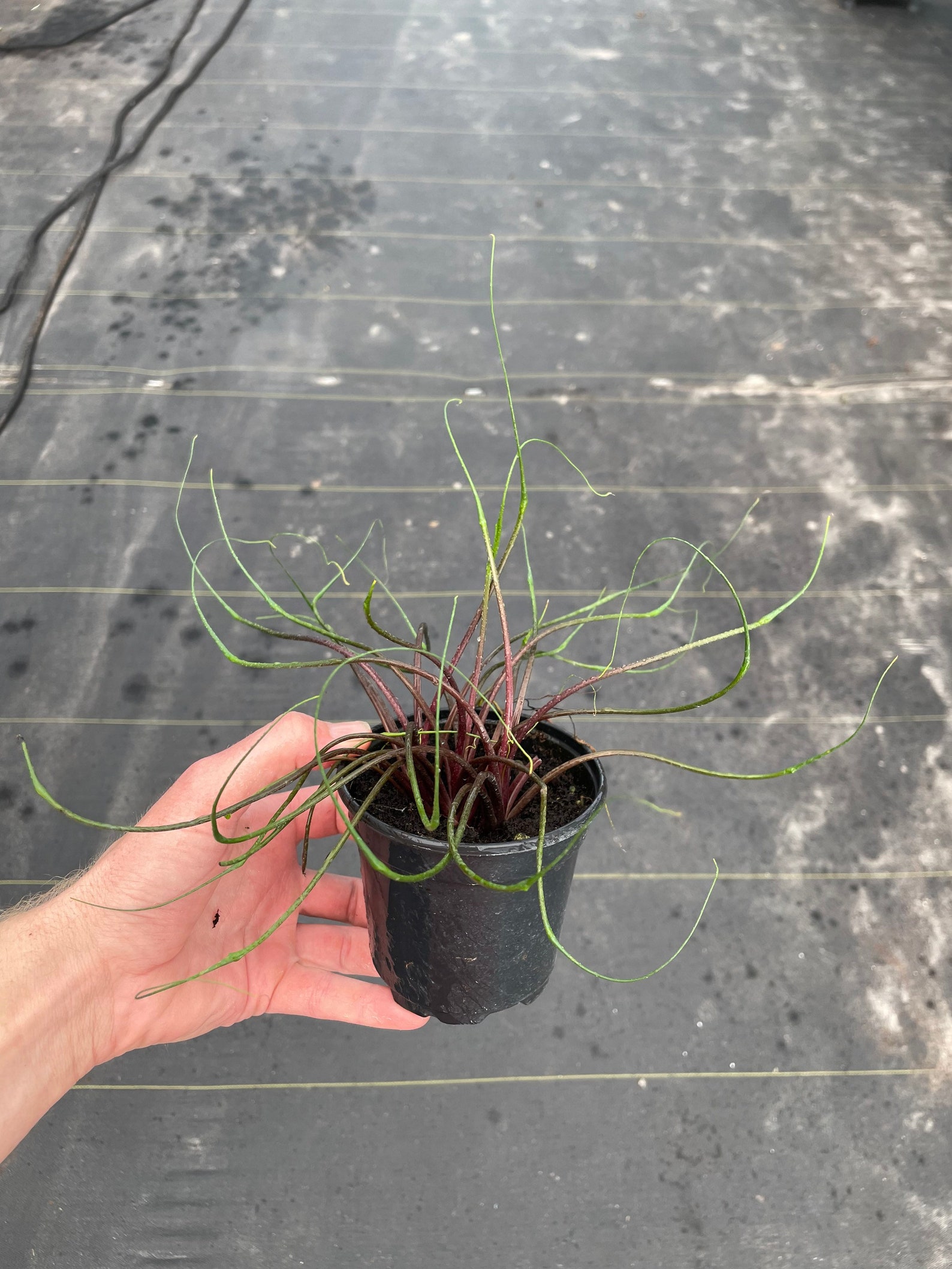 Alocasia Flying Squid 4 Pot ALL PLANTS Require You to - Etsy