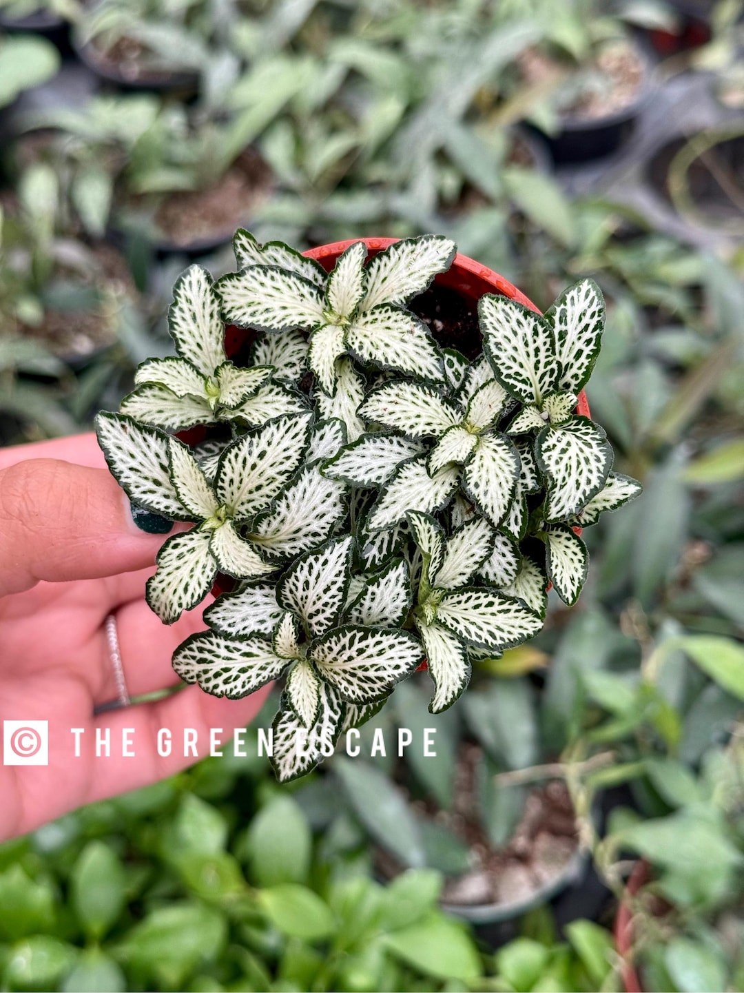 Fittonia ‘white Tiger Mosaic’ 2” Pot (ALL STARTER PLANTS Require You to ...