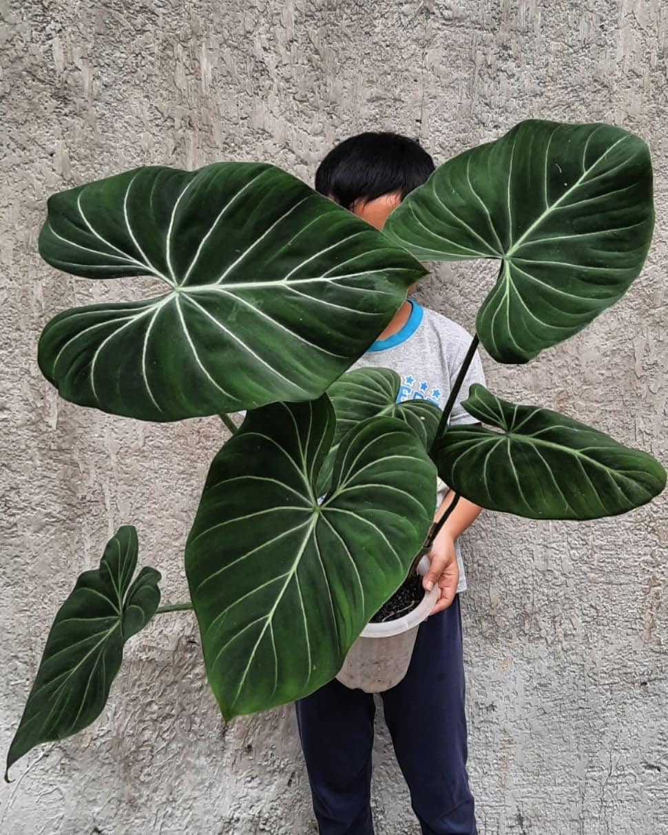 Philodendron Dark Form Gloriosum Starter Plant ALL STARTER - Etsy Canada