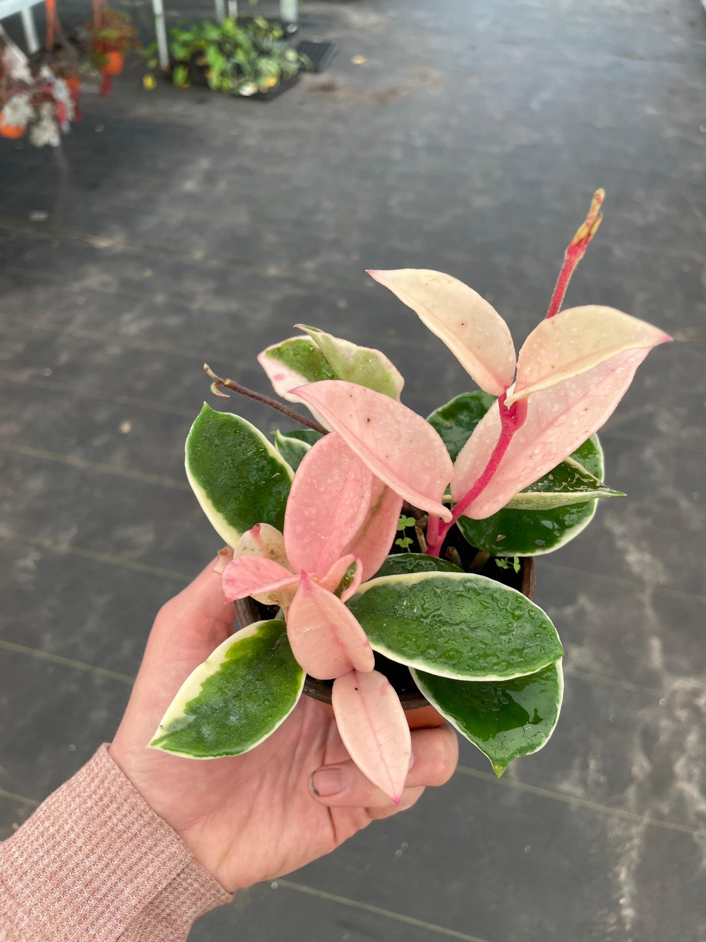 Hoya Carnosa Albomarginata Starter Plant ALL STARTER PLANTS - Etsy