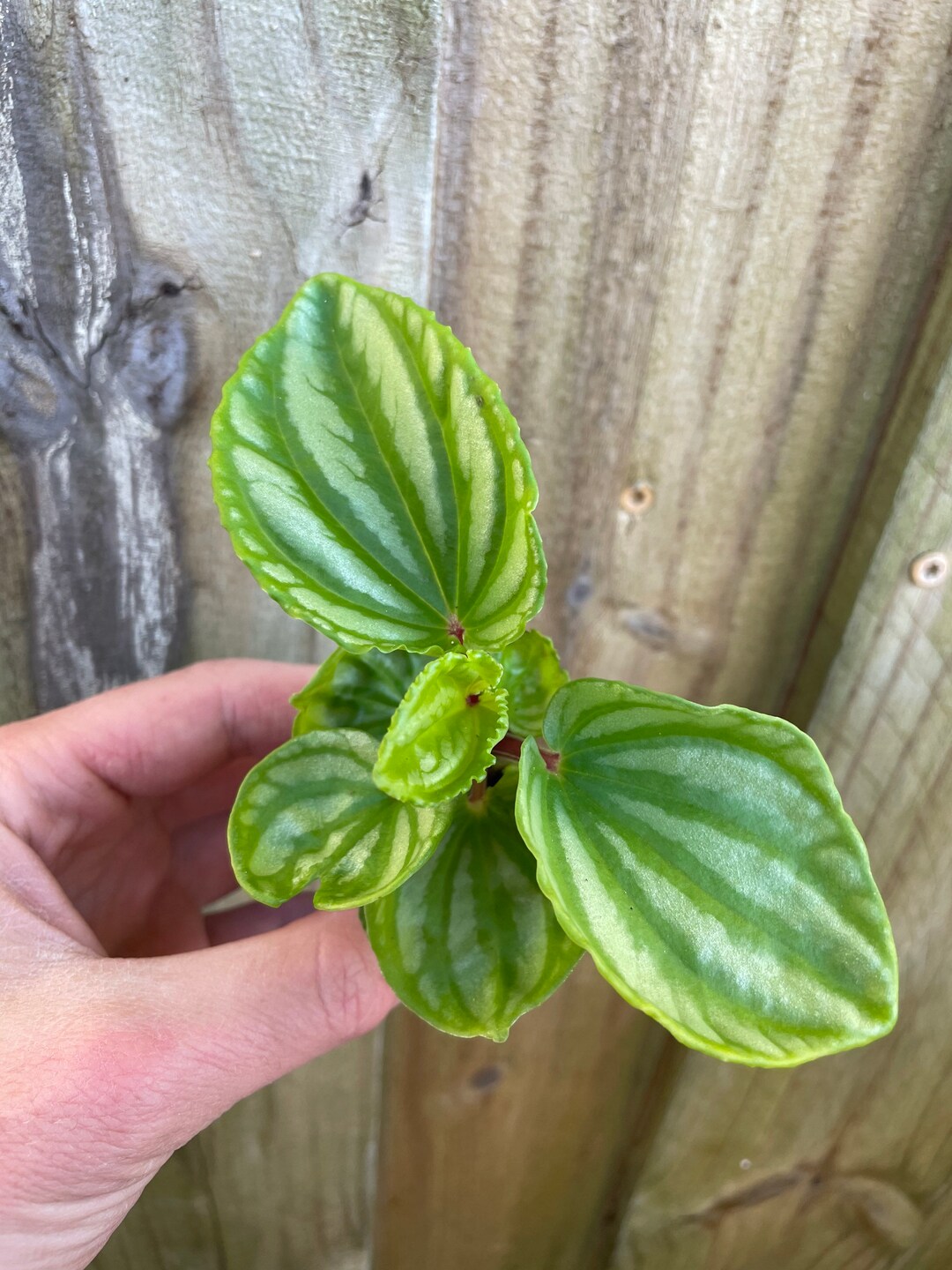 Peperomia Ecuador Starter Plant (ALL STARTER PLANTS Require You to ...