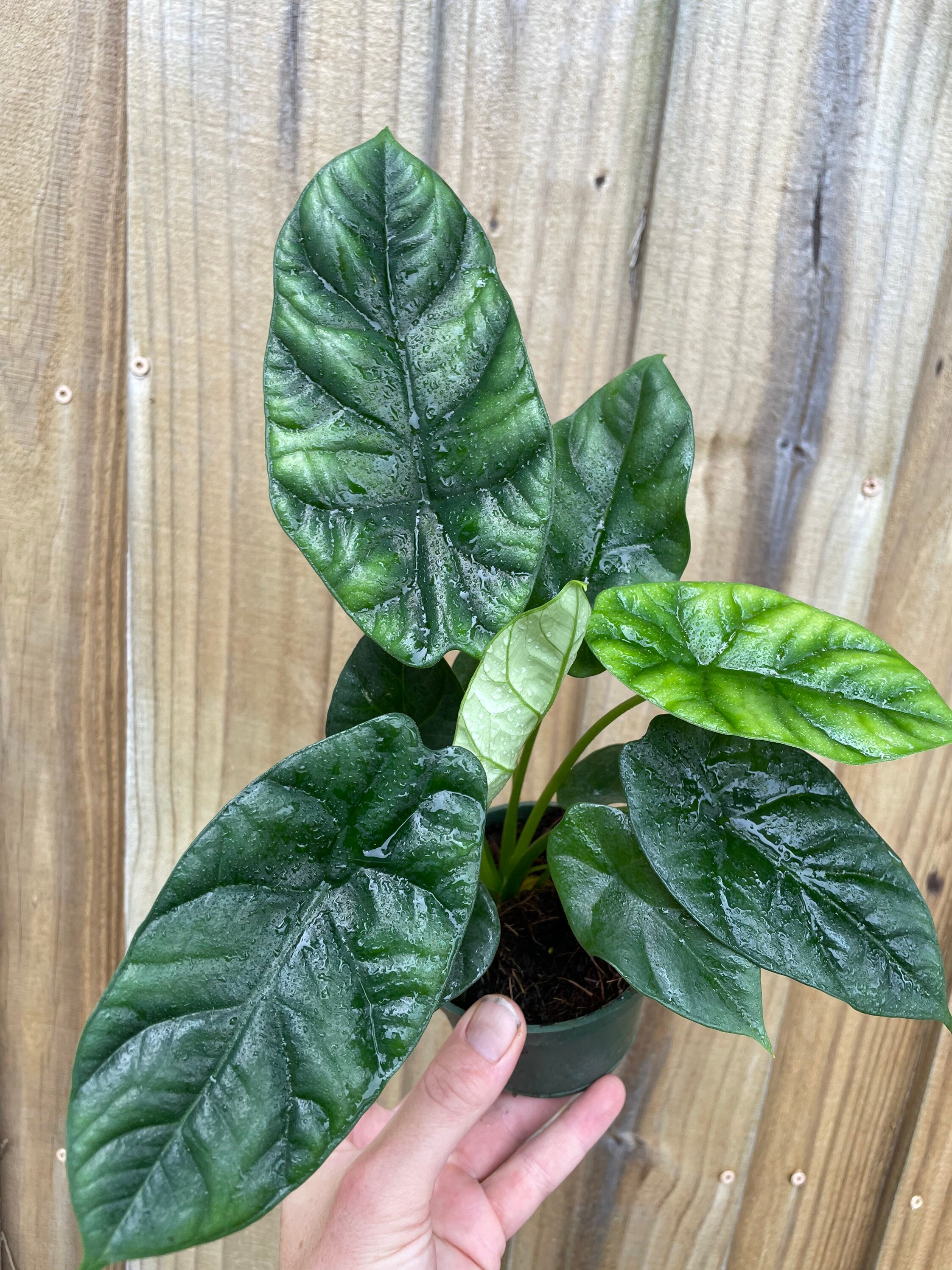 Alocasia Sinuata quilted Dream 4 Pot ALL PLANTS Require - Etsy
