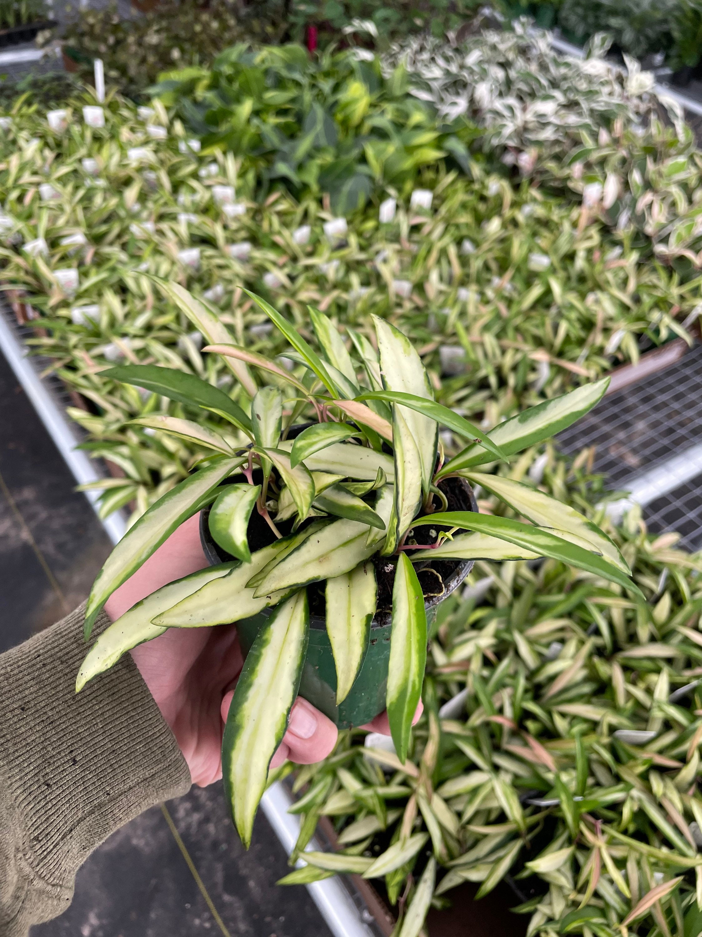 Hoya Wayetti Tricolor 4 Pot ALL PLANTS Require You to - Etsy