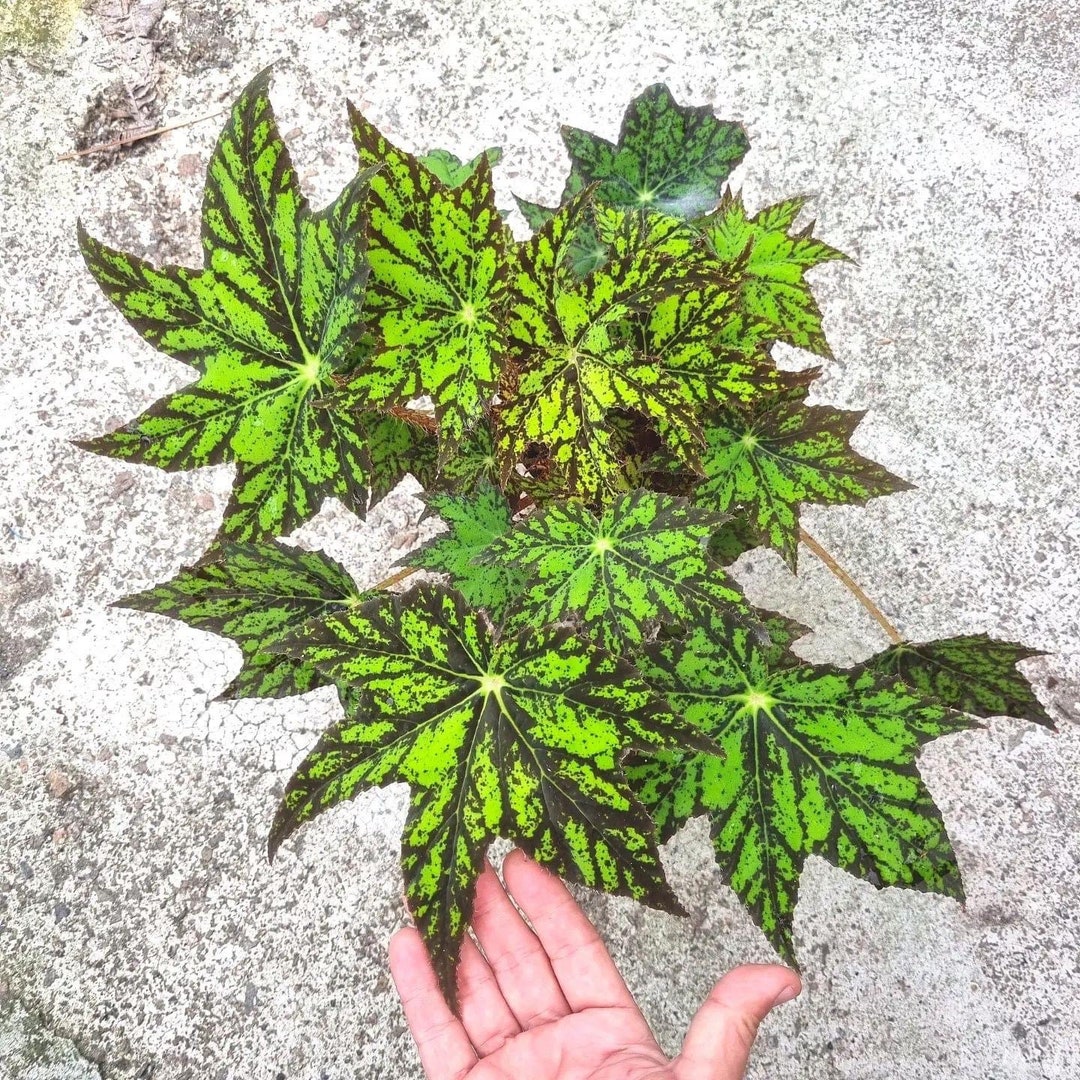 Begonia Geometry Starter Plant (ALL STARTER PLANTS Require You to ...