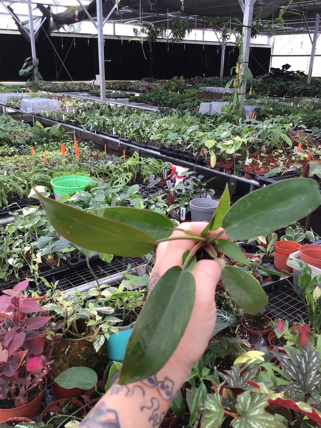 Philodendron Red Canoe Starter Plant (ALL STARTER PLANTS Require You to ...