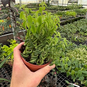 Curly Rasta Lipstick Plant 4” Pot (ALL PLANTS Require You to Purchase 2 ...