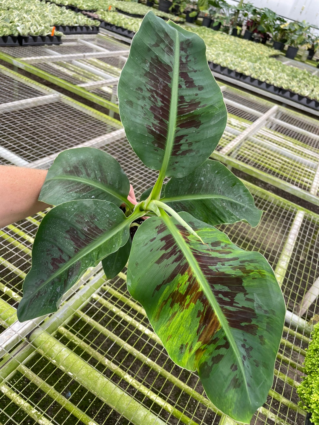 Sport Variegated Dwarf Cavendish Banana - Etsy