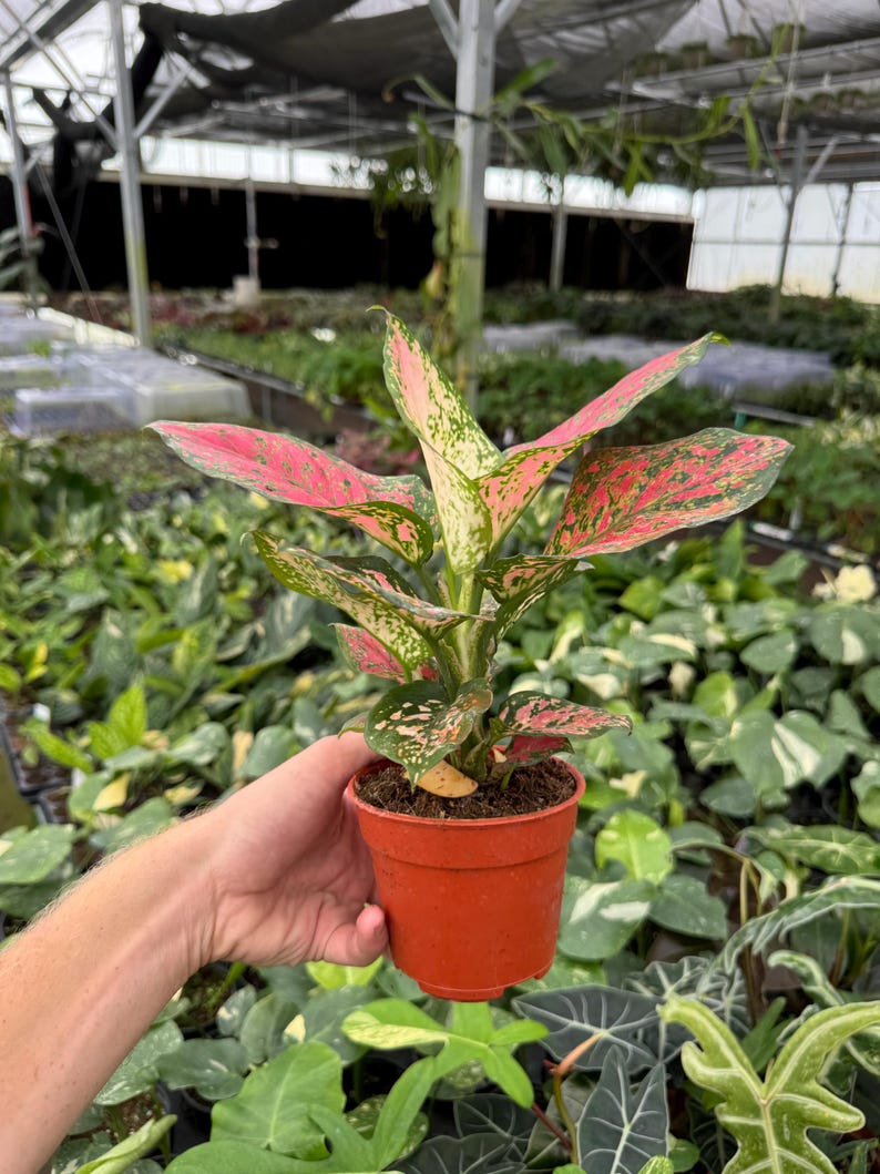 Aglaonema Ruby 4” Pot (ALL PLANTS Require You to Purchase 2 Plants!) - Etsy