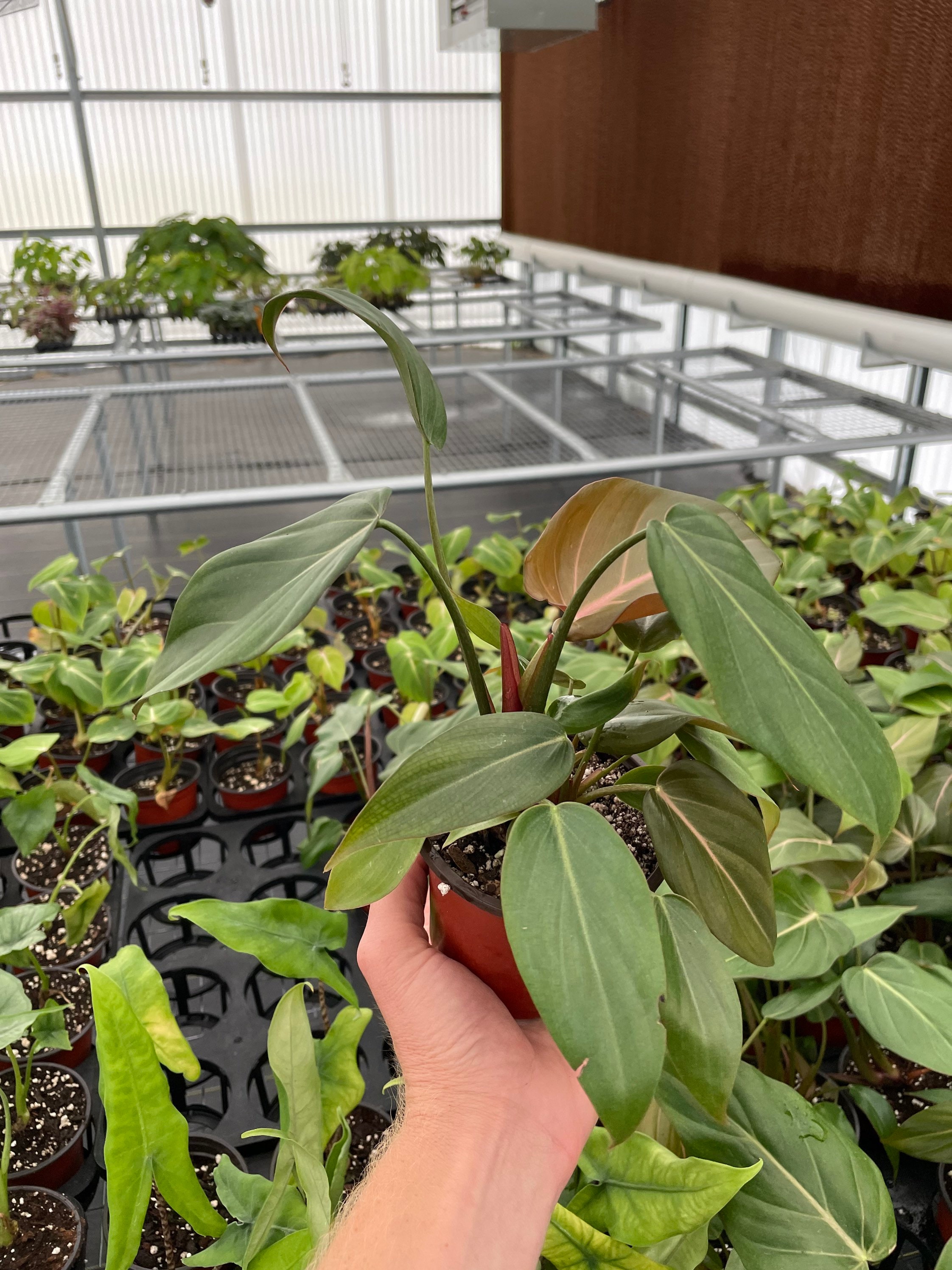 Philodendron Summer Glory 4 Pot ALL PLANTS Require You to - Etsy