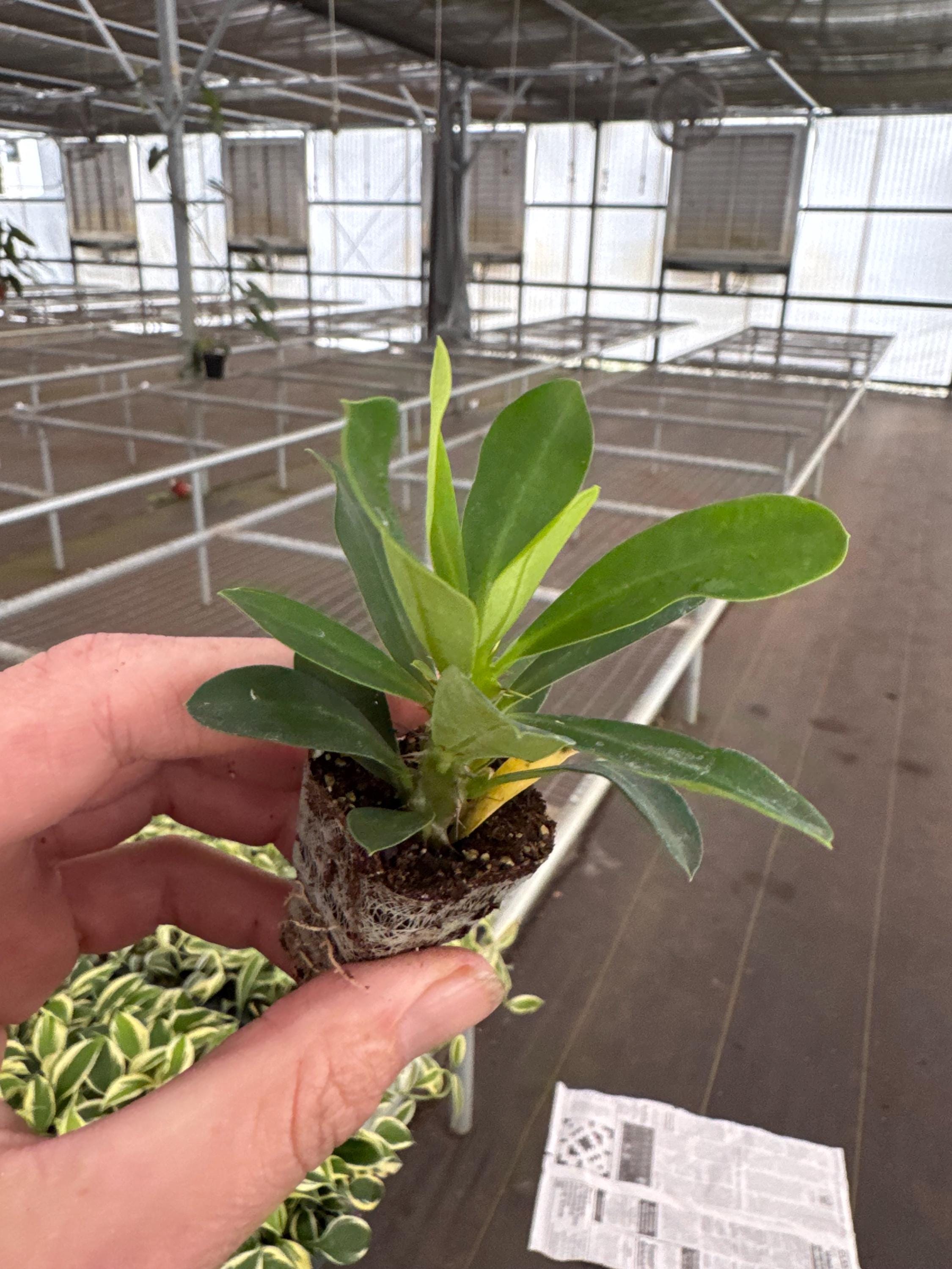 Euphorbia Maxi Helena "crown of Thorns" Starter Plant (ALL PLANTS ...