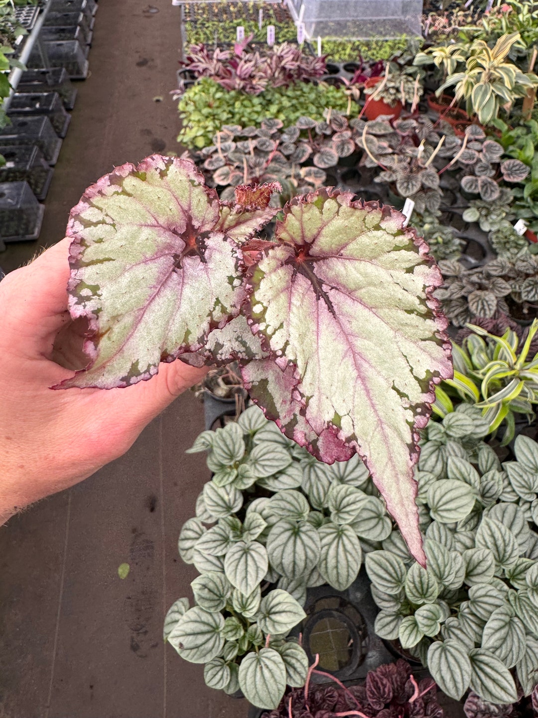 Begonia Rex Pink Sparkle Starter Plant ALL STARTER PLANTS Require You ...